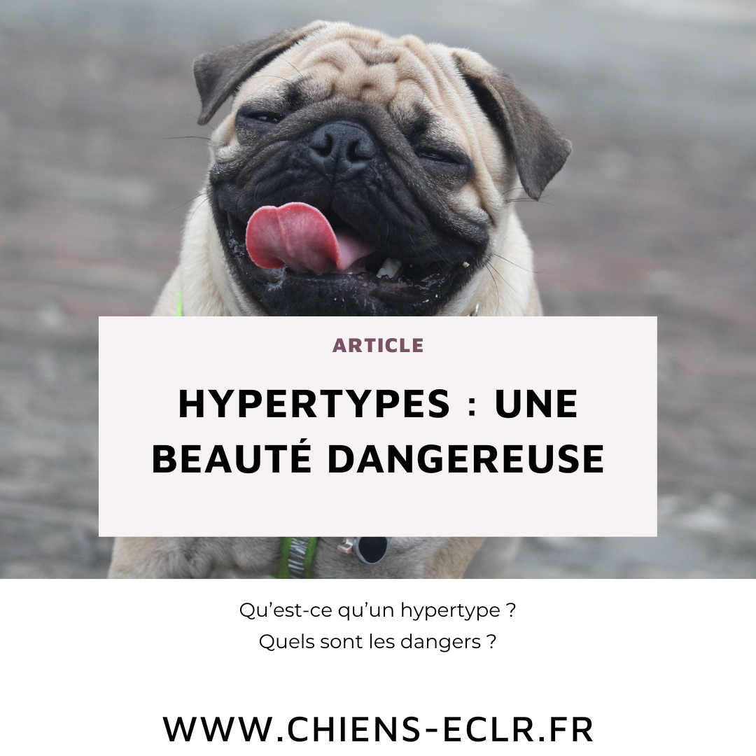 blog 2023 hypertype – EcLR